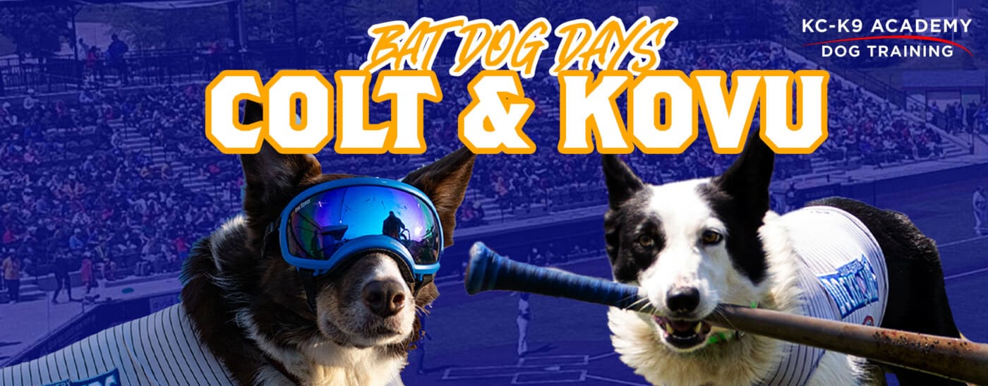 Bat Dog Days - Lake Country DockHounds